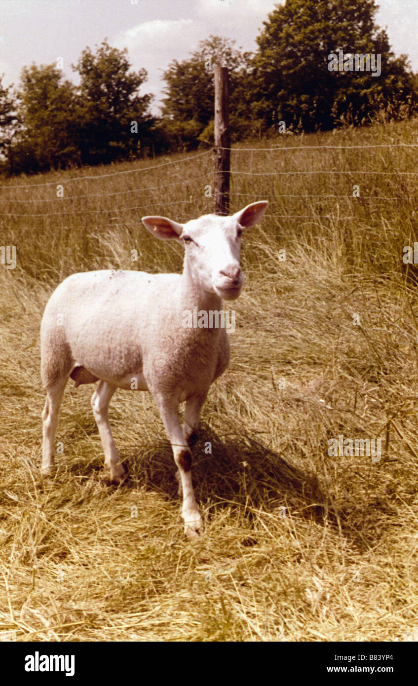 Petit mouton hi-res stock photography and images - Alamy