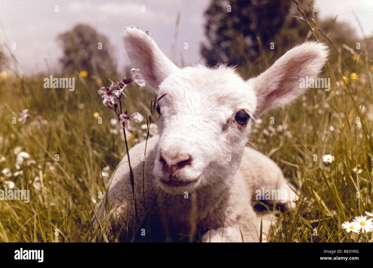 Petit mouton hi-res stock photography and images - Alamy