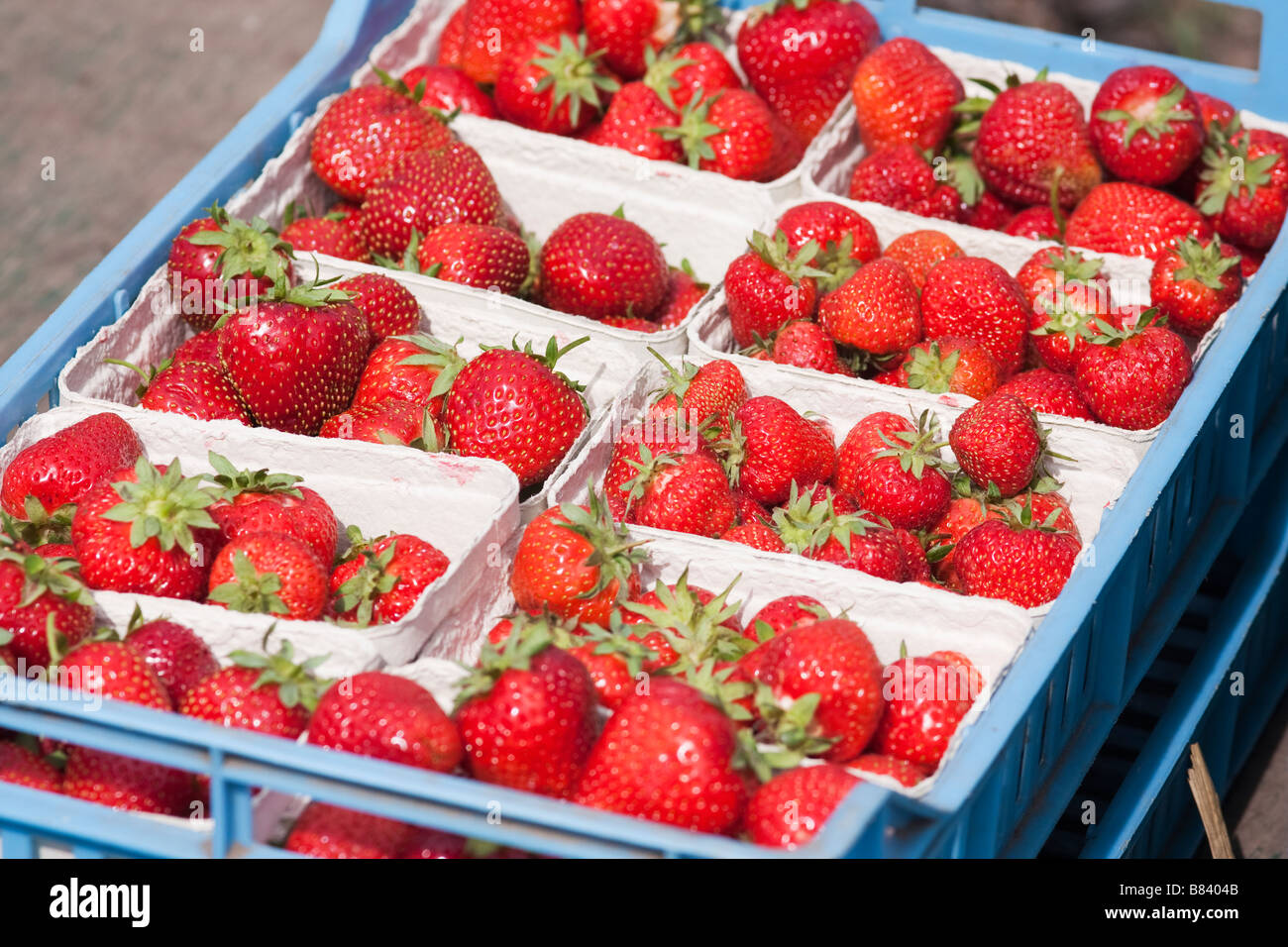 mixture of freshly picked strawberries at Wisley including the variety ...
