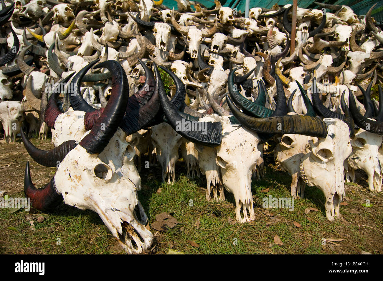 water buffalo skulls collected by the strange abbot of Wat Hua Krabeu ...