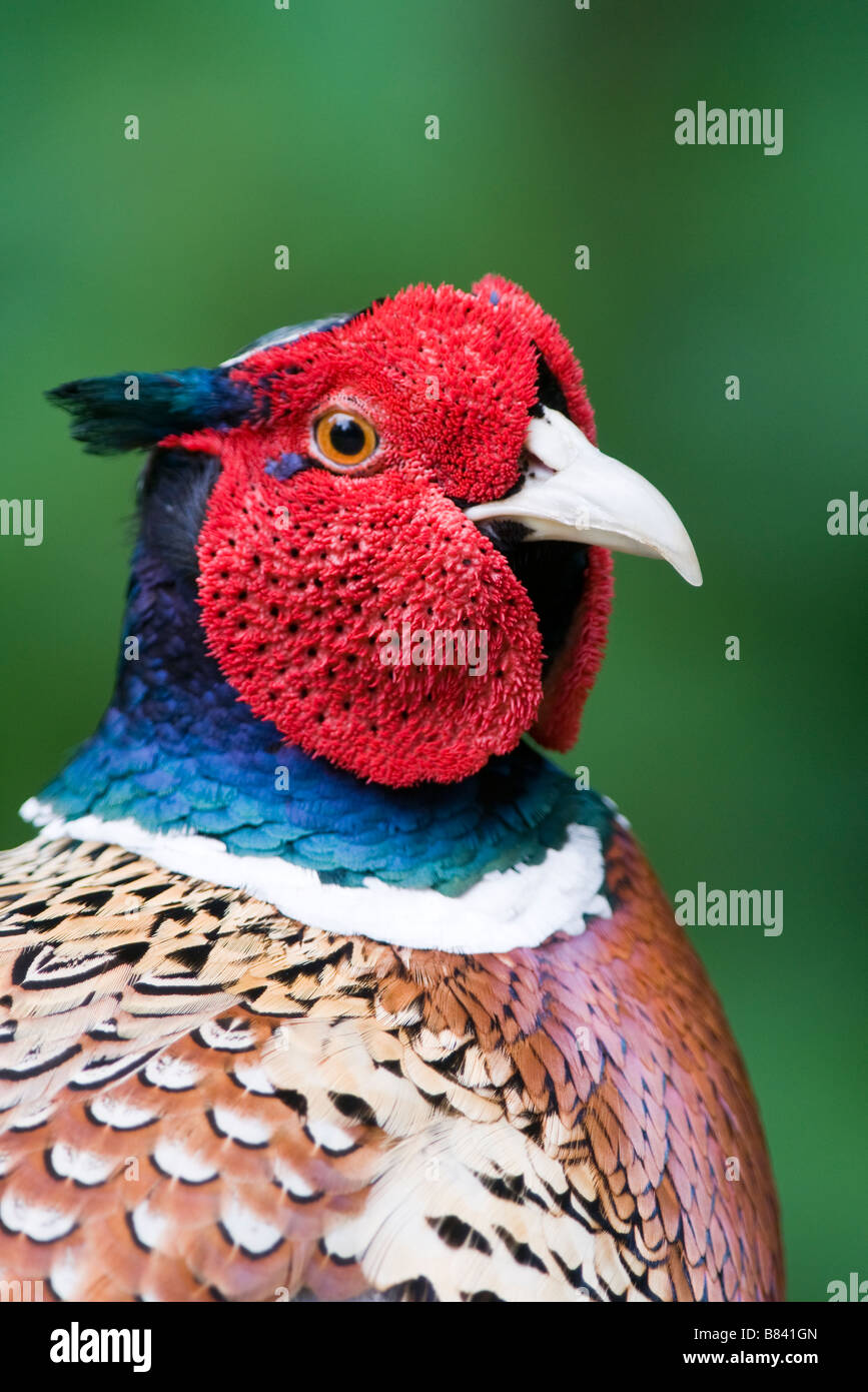 Crimson Pheasant High Resolution Stock Photography and Images - Alamy