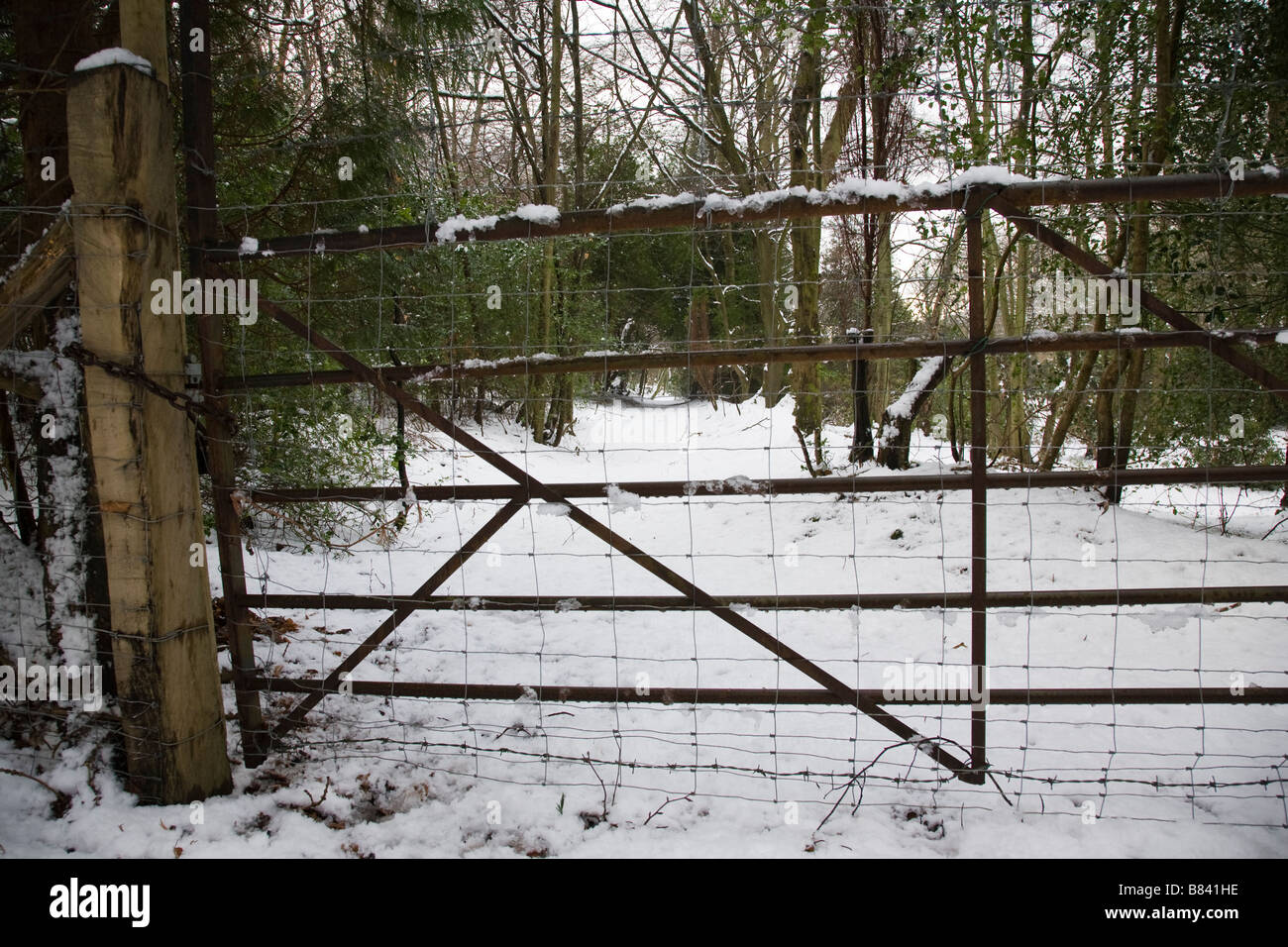 A snow capped metal gate in a woodland, Surrey, England Stock Photo - Alamy