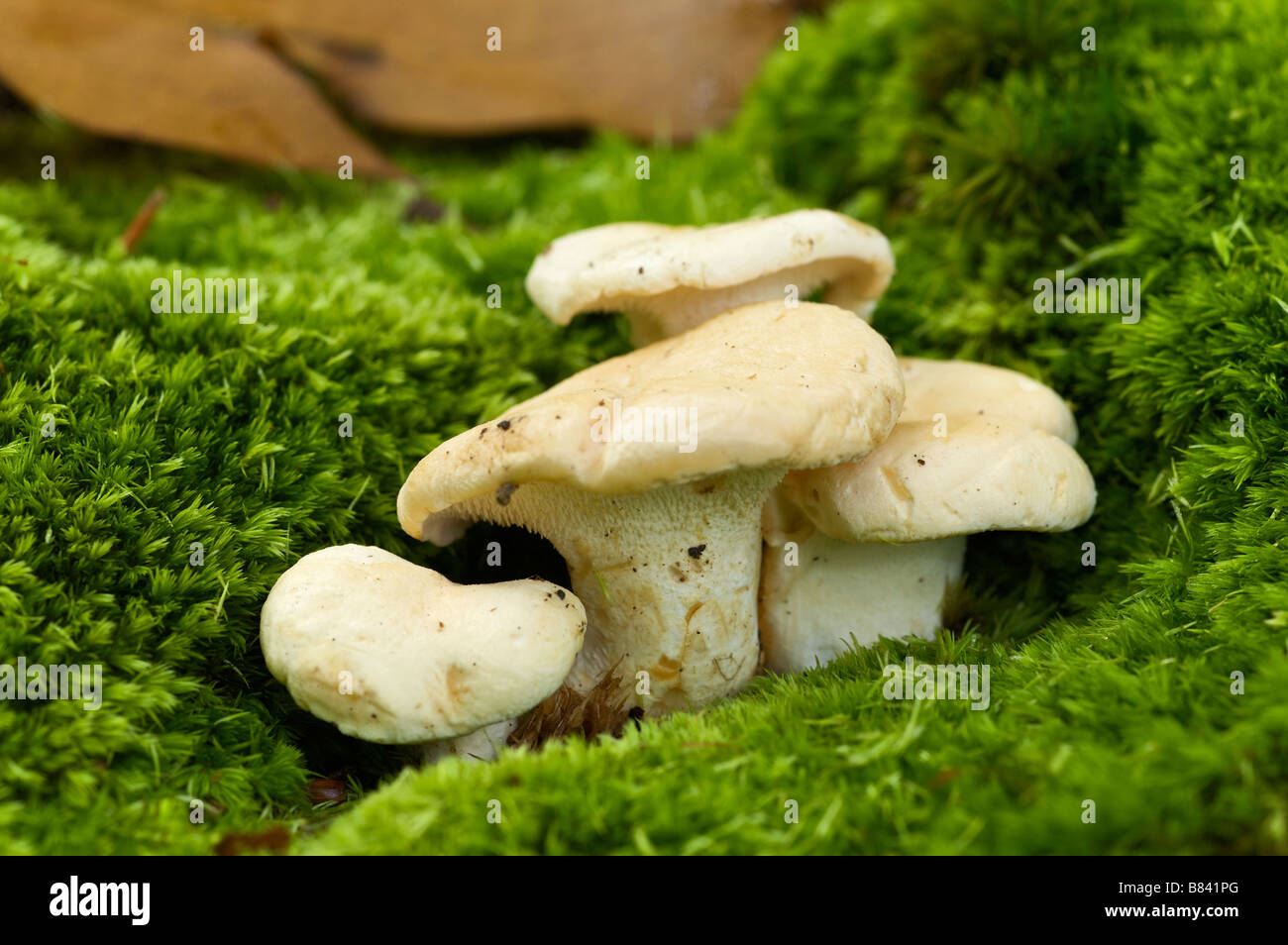 Young wood hedgehog Hydnum repandum in moss Pays Basque France Stock ...