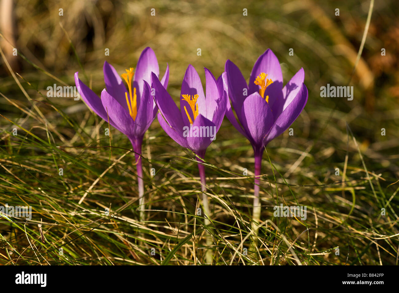 Flower of woodland Crocus sp in autumn Pays basque France Stock Photo ...