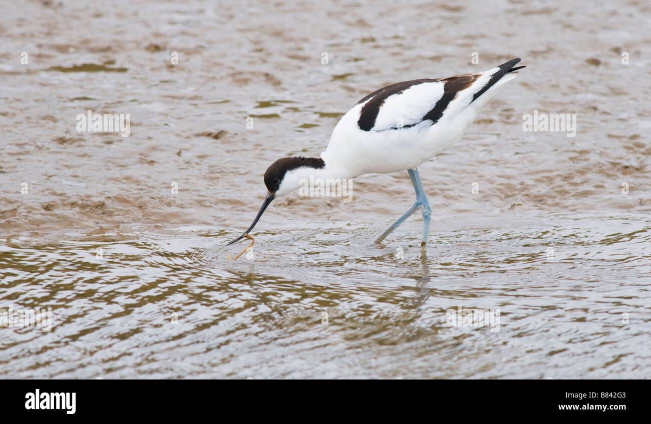 Pied avocet feeding hi-res stock photography and images - Alamy