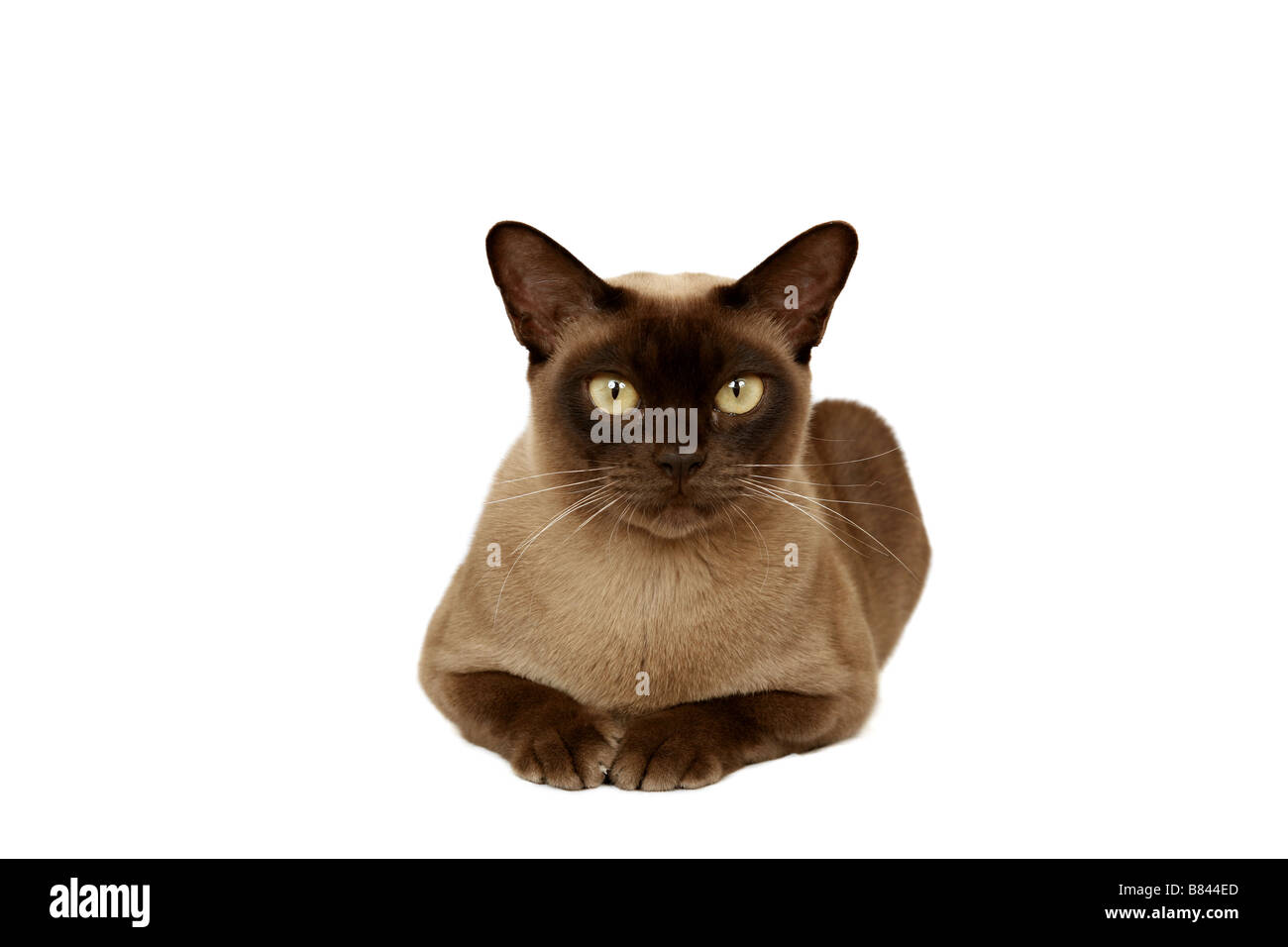 Fragile looking Cut Out Stock Images & Pictures - Alamy