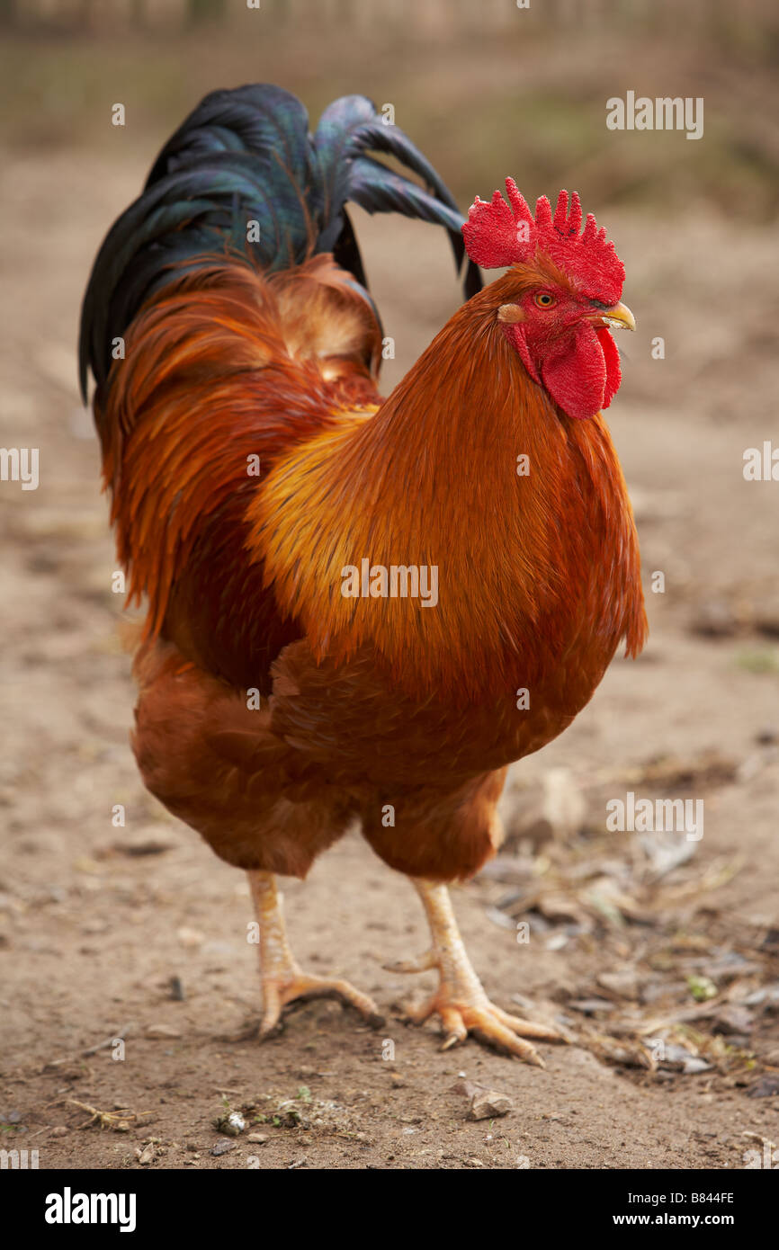 domestic fowl presenting itself proudly Stock Photo - Alamy