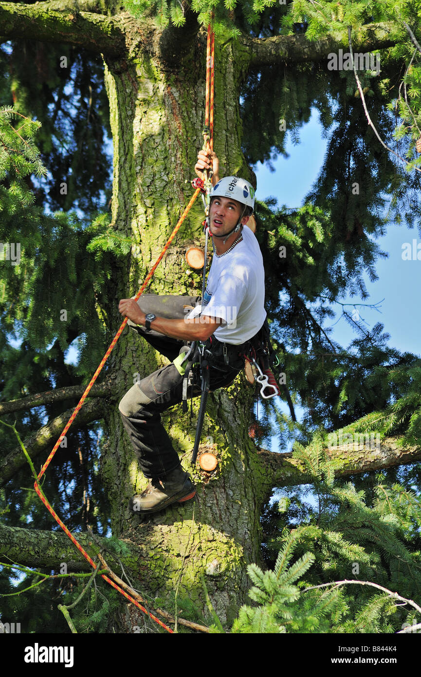 A tree surgeon at work in a Douglas Fir tree Stock Photo - Alamy