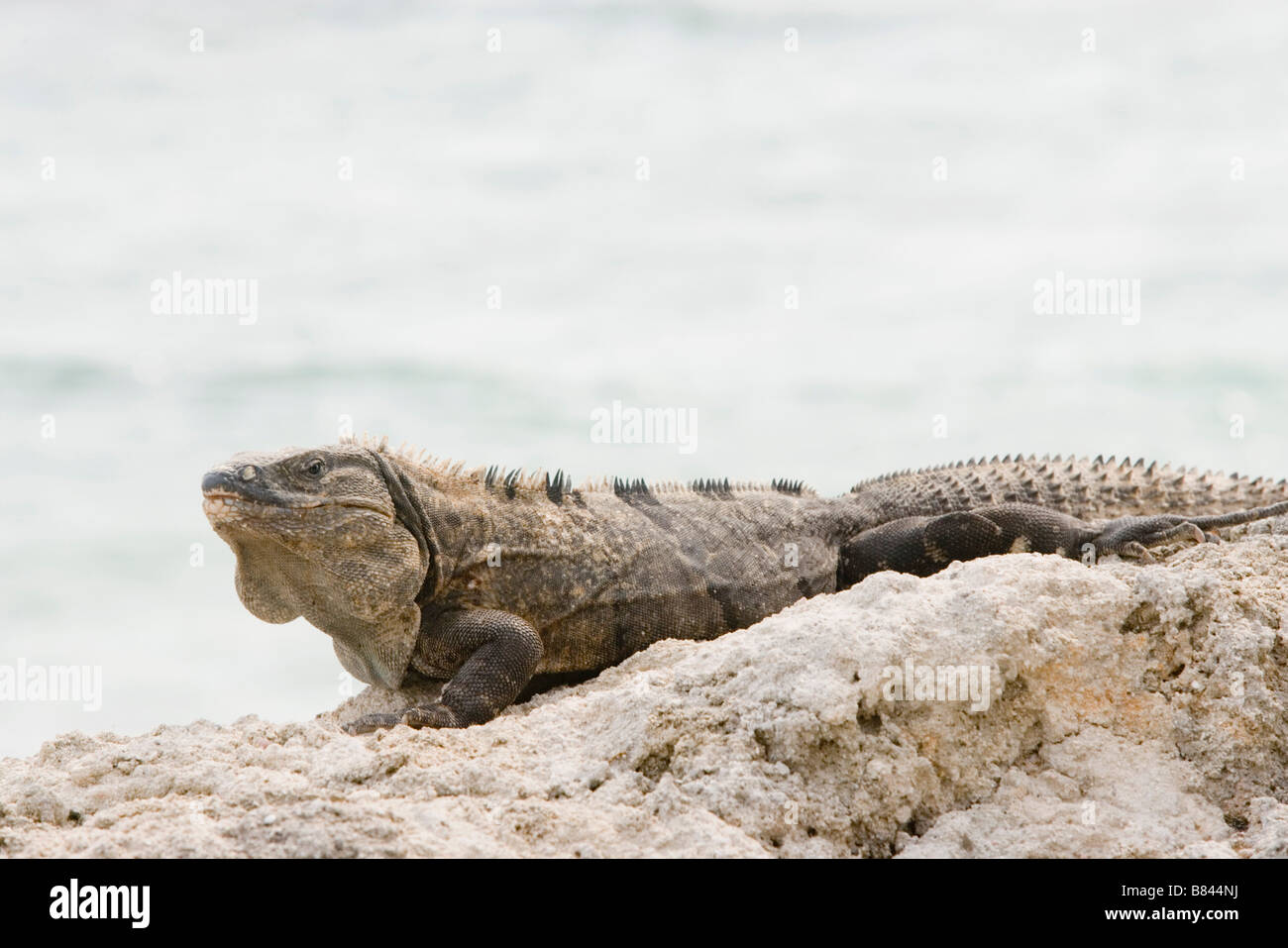 Green Iguana basking on rocks, Long Caye, Glover's Reef, Belize Stock ...
