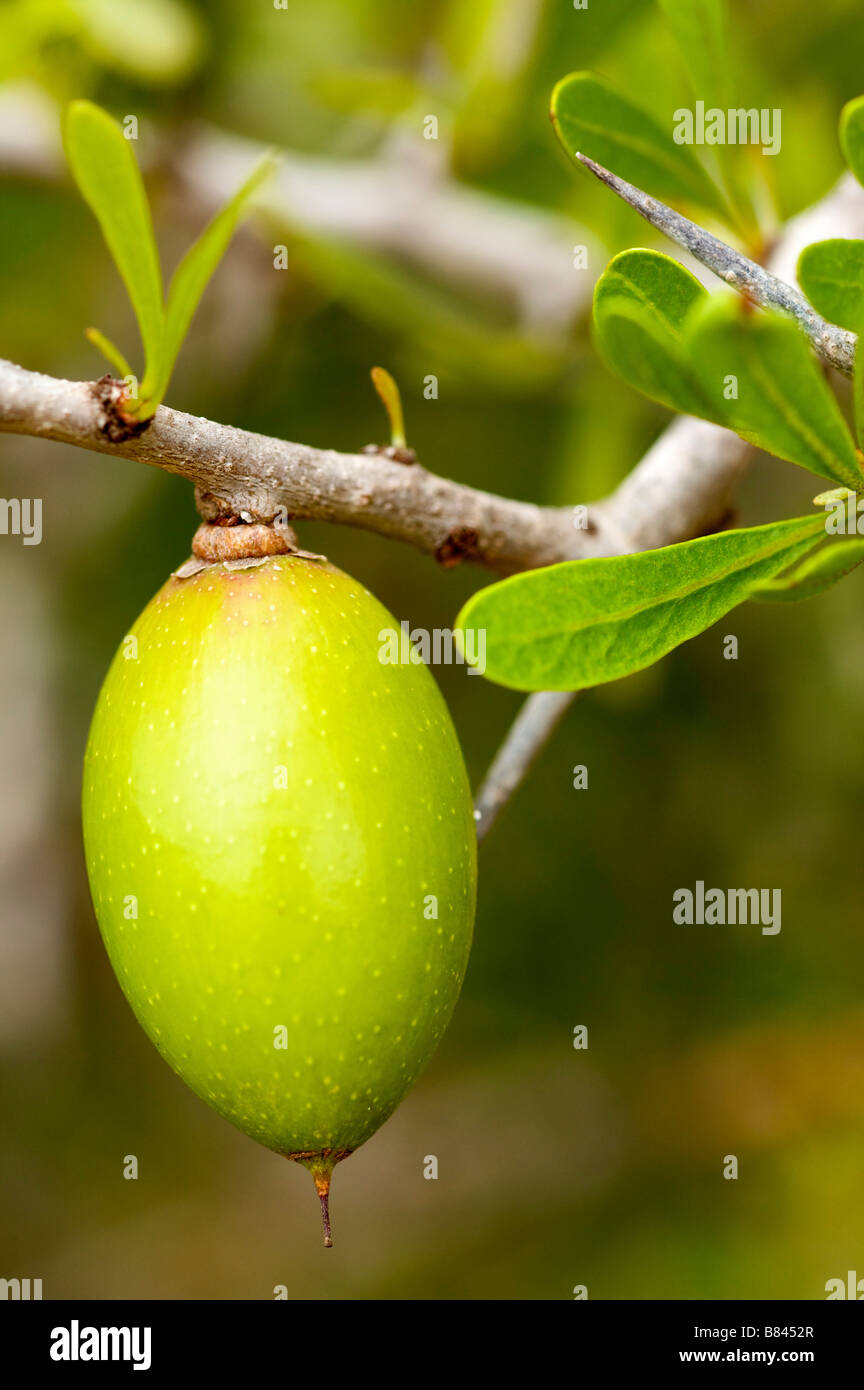 Argan fruit Argania spinosa Morocco Stock Photo - Alamy
