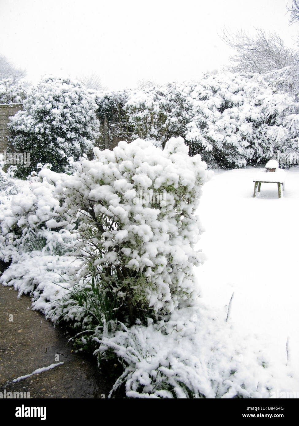 Snow covered garden shrubs hi-res stock photography and images - Alamy