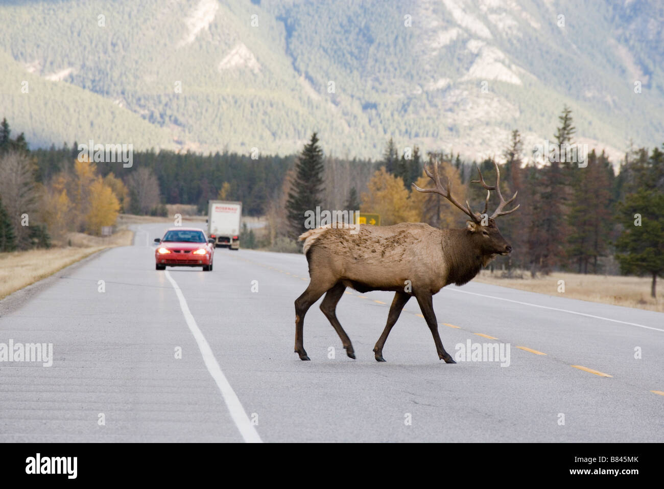 Elk crossing the highway hi-res stock photography and images - Alamy