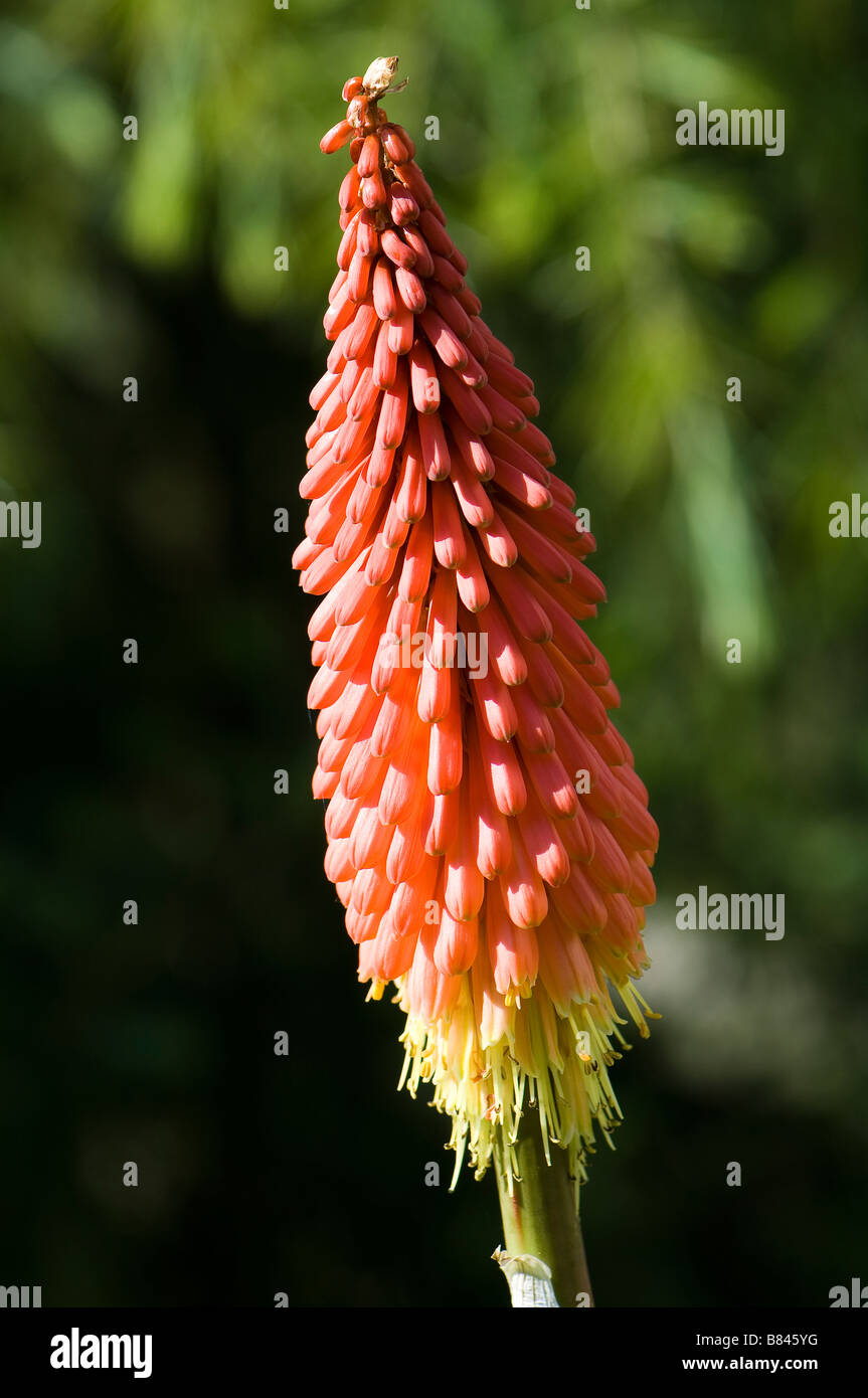 Kniphofia Red Hot Poker Torch Lilly Stock Photo - Alamy