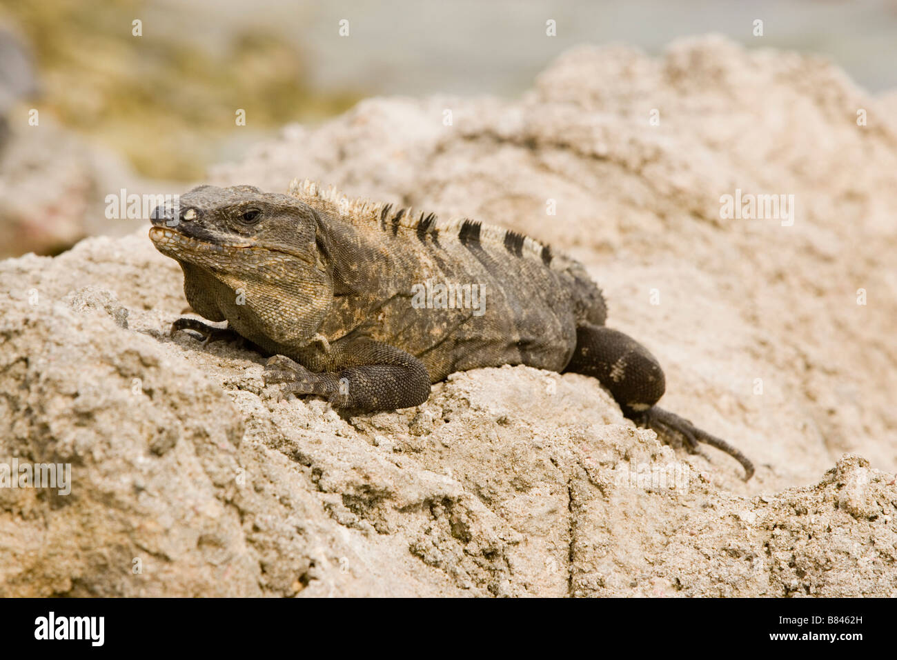 Green Iguana basking on rocks, Long Caye, Glover's Reef, Belize Stock ...