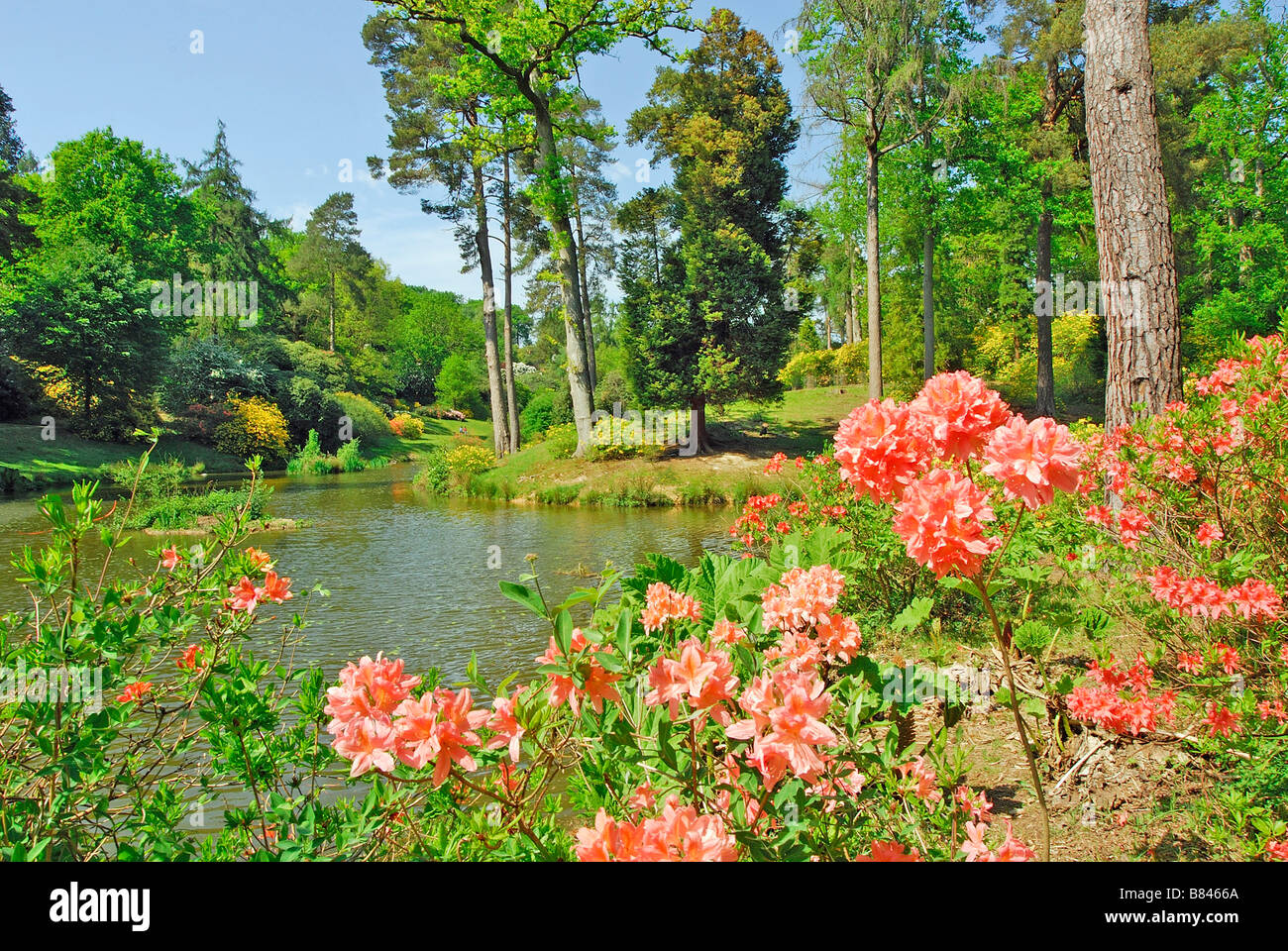 Leonardslee garden Sussex UK Stock Photo - Alamy