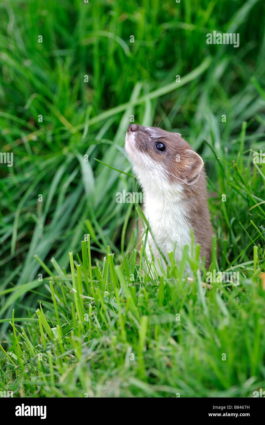 Mice rabbits hi-res stock photography and images - Alamy