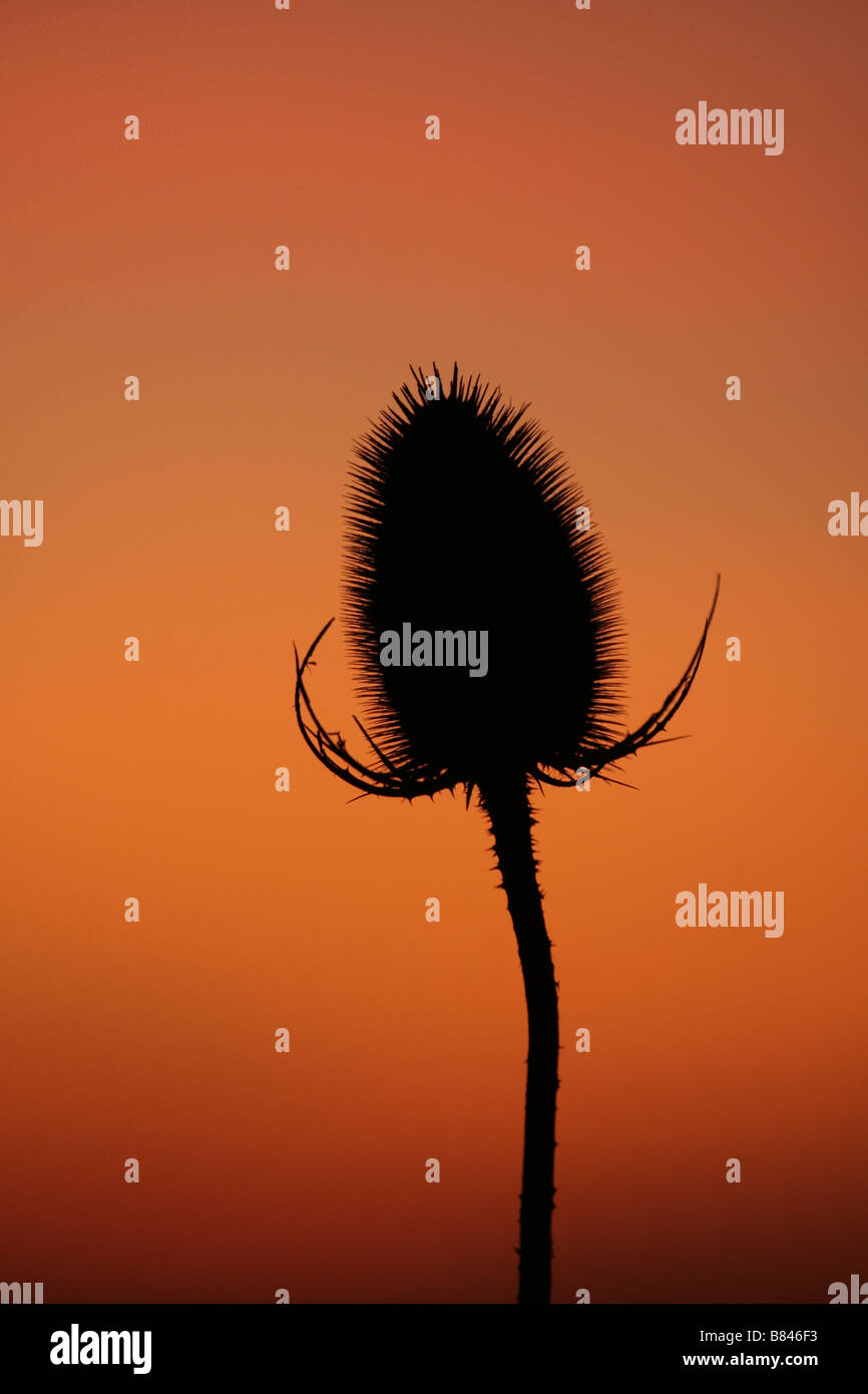 Silhouette teasel hi-res stock photography and images - Alamy