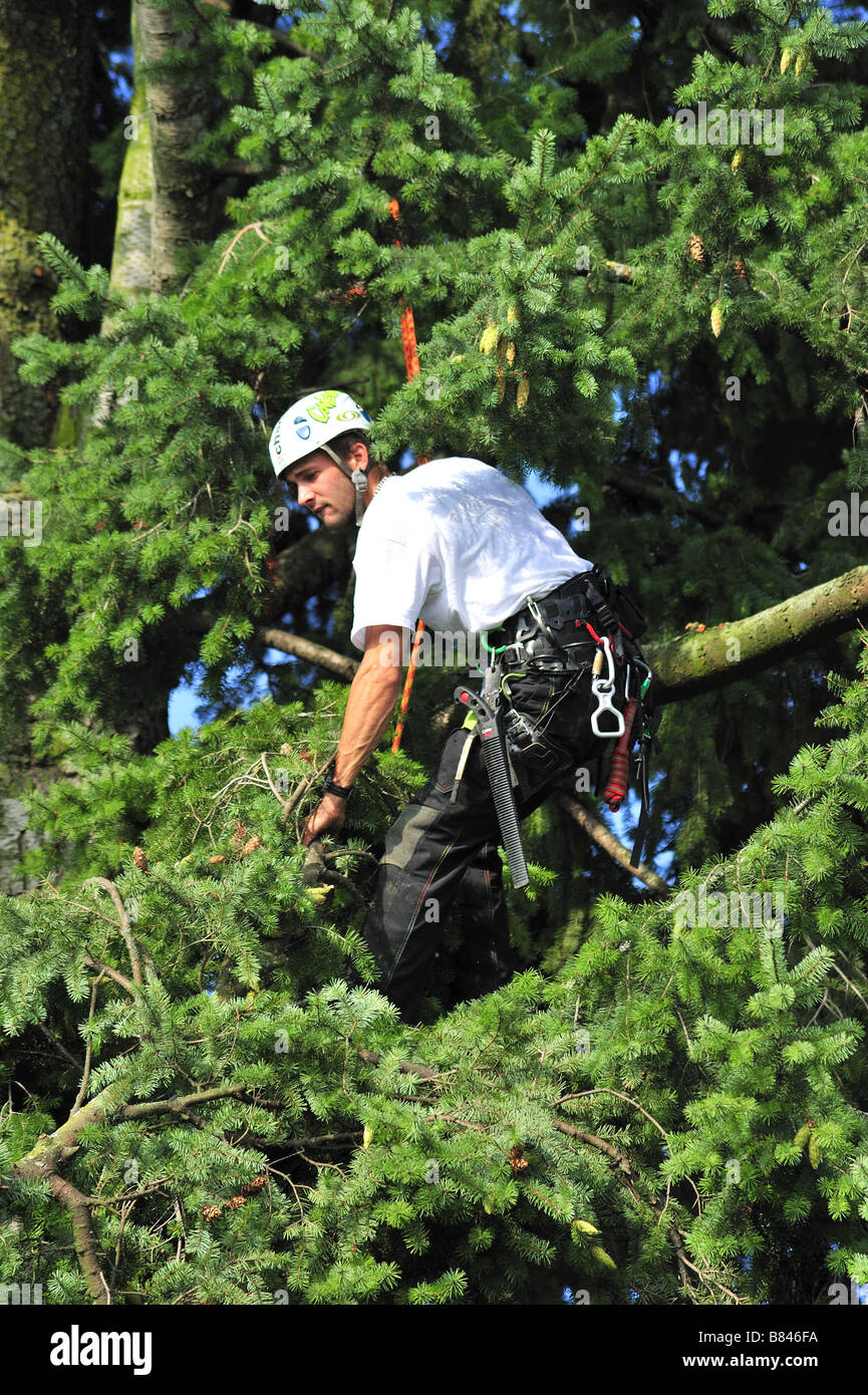 A tree surgeon at work in a Douglas Fir tree Stock Photo - Alamy