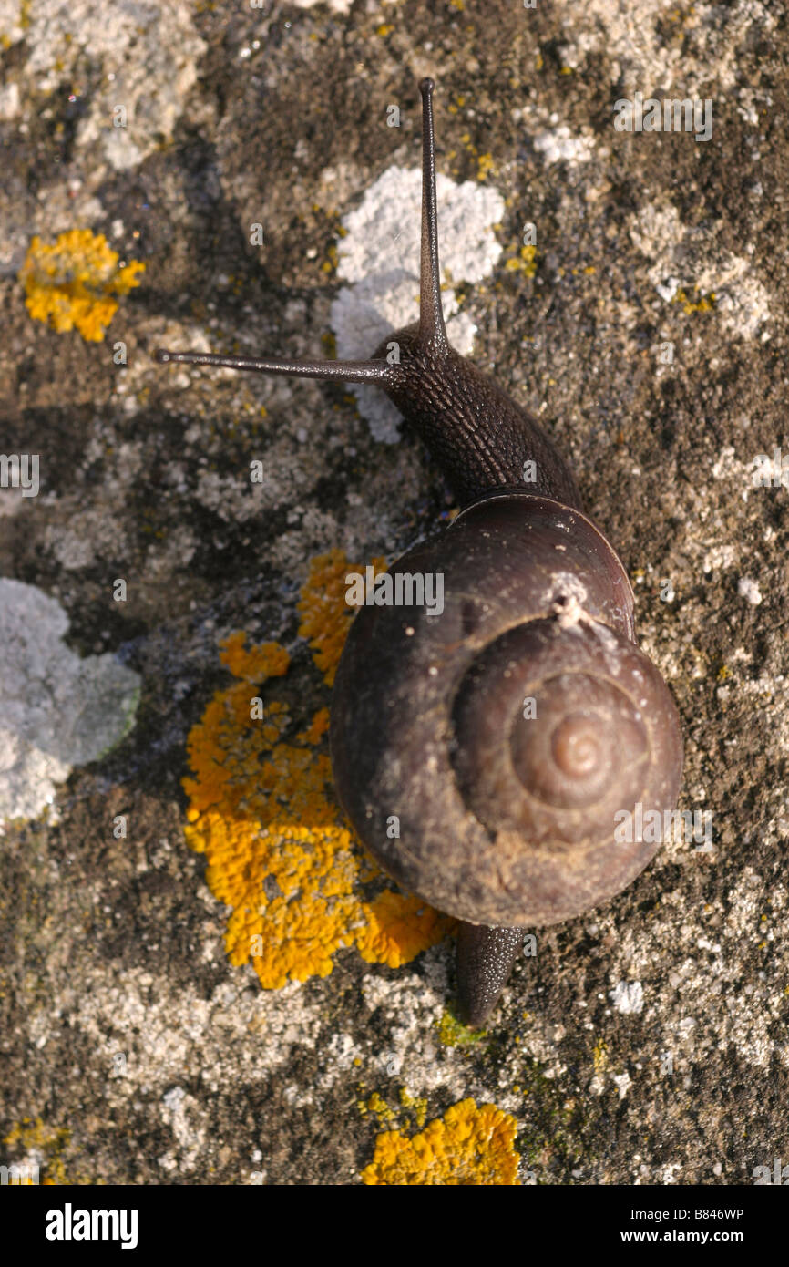 Mollusca Gastropoda