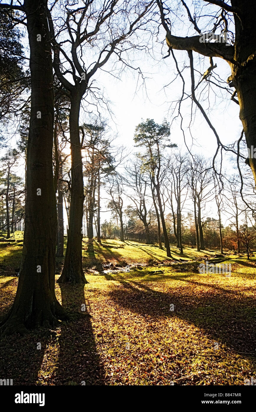 Forest in Pennines, England Stock Photo - Alamy