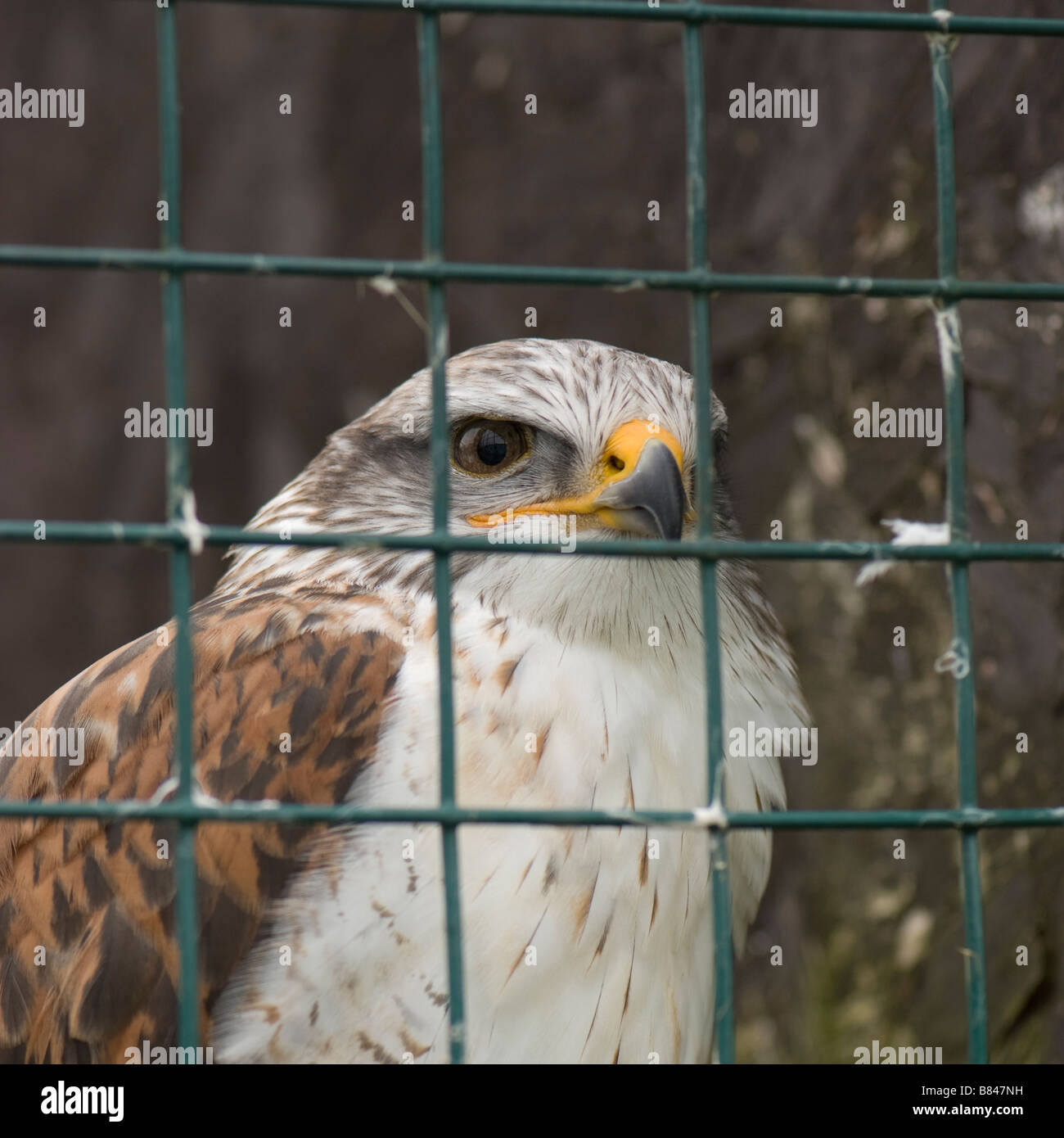 Cage wires hi-res stock photography and images - Alamy