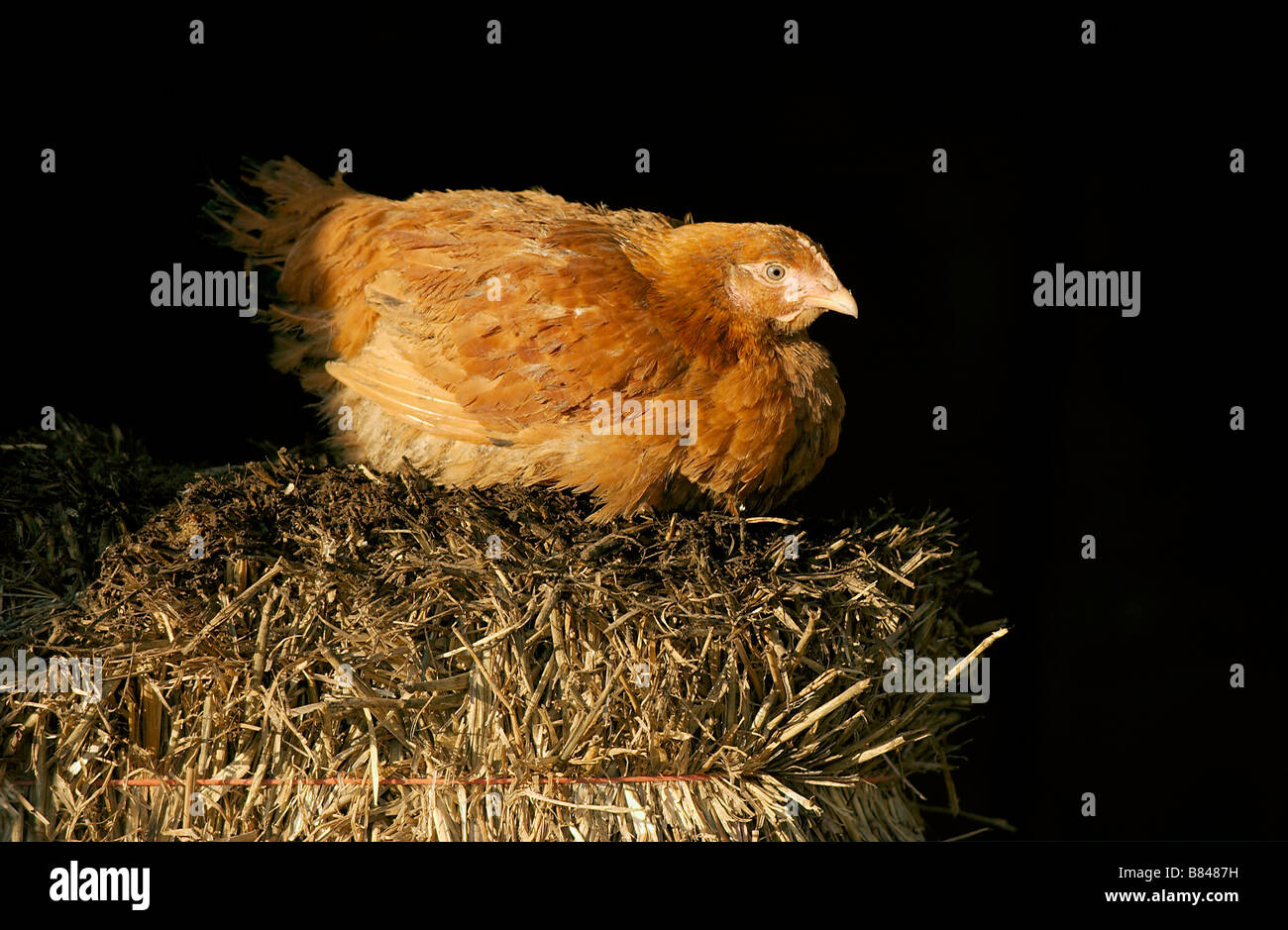 Bail of straw hi-res stock photography and images - Alamy