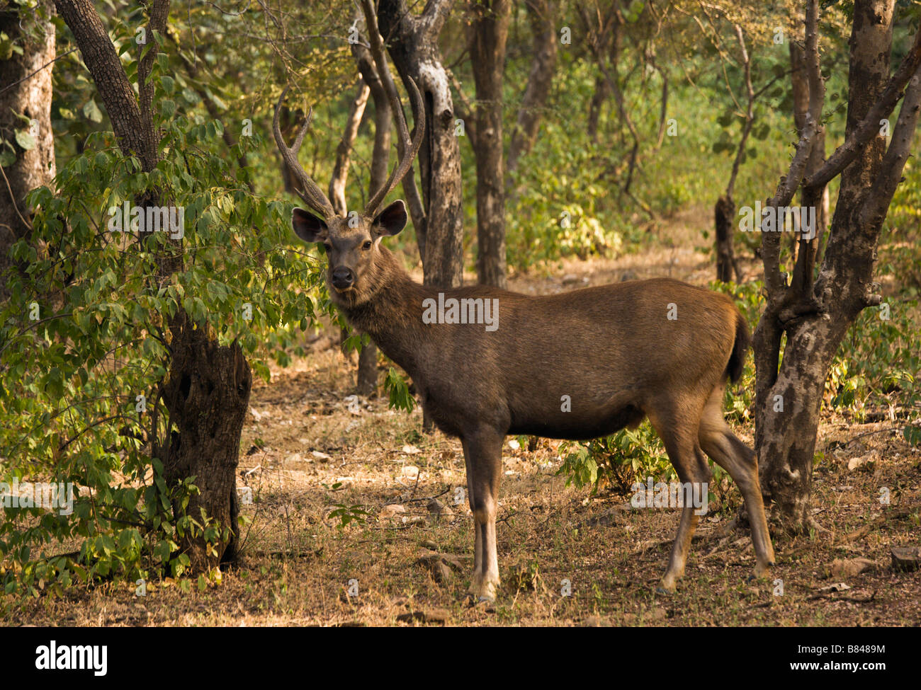 India Rajasthan Ranthambore National Park Sambar deer Cerves unicolor ...