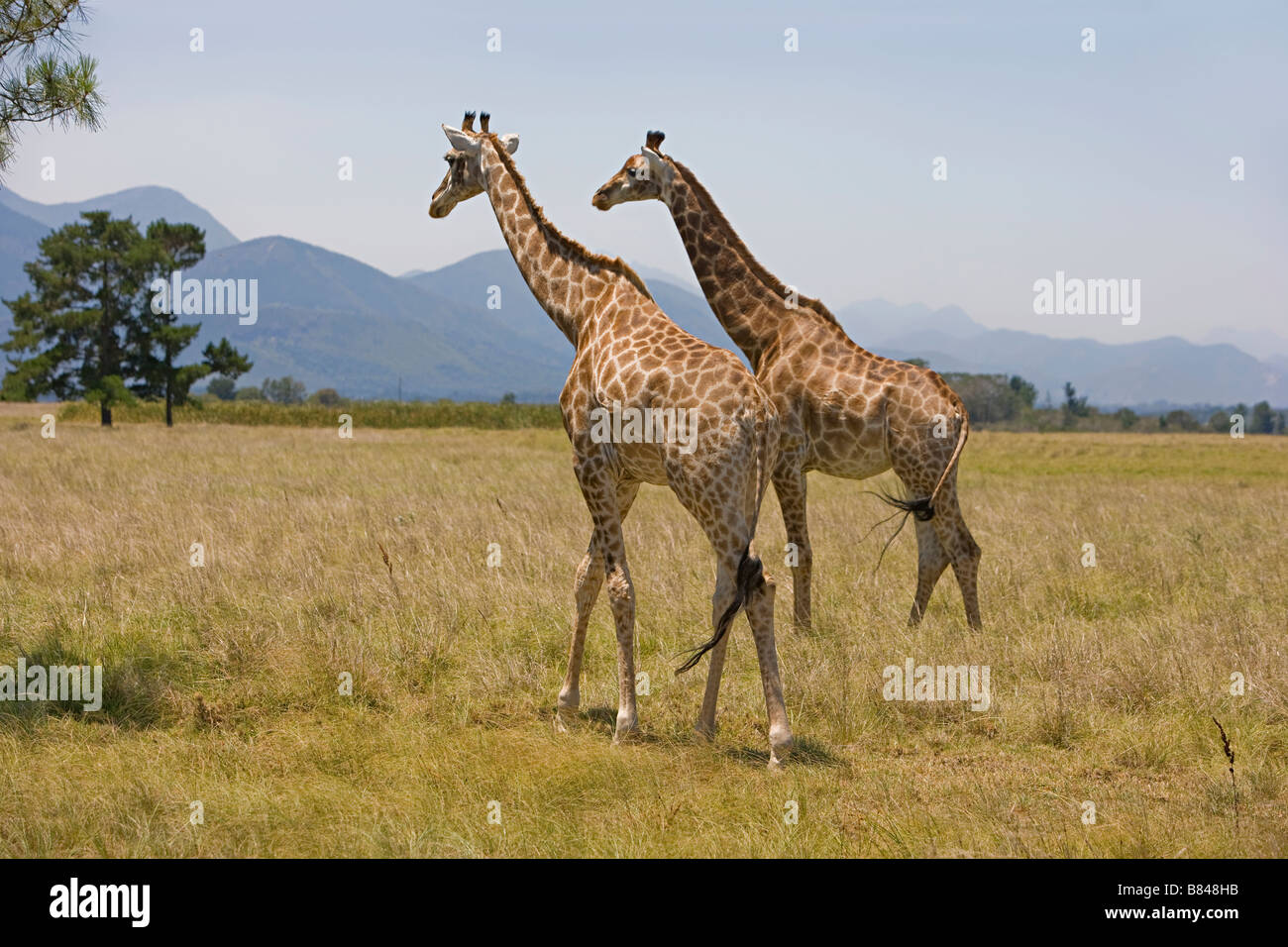 Two giraffe hi-res stock photography and images - Alamy