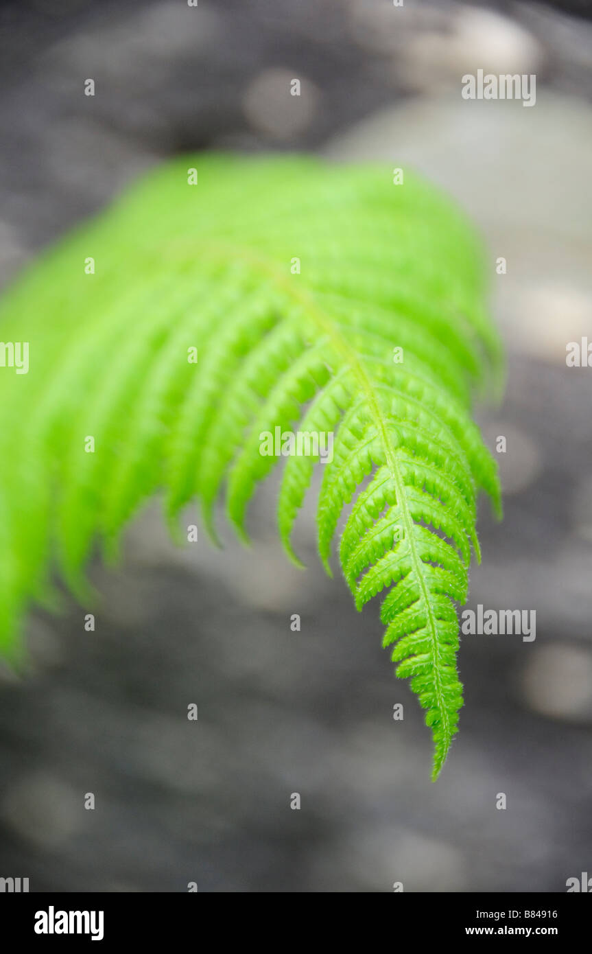 A fern growing in the Himalayan foothills of India Stock Photo - Alamy