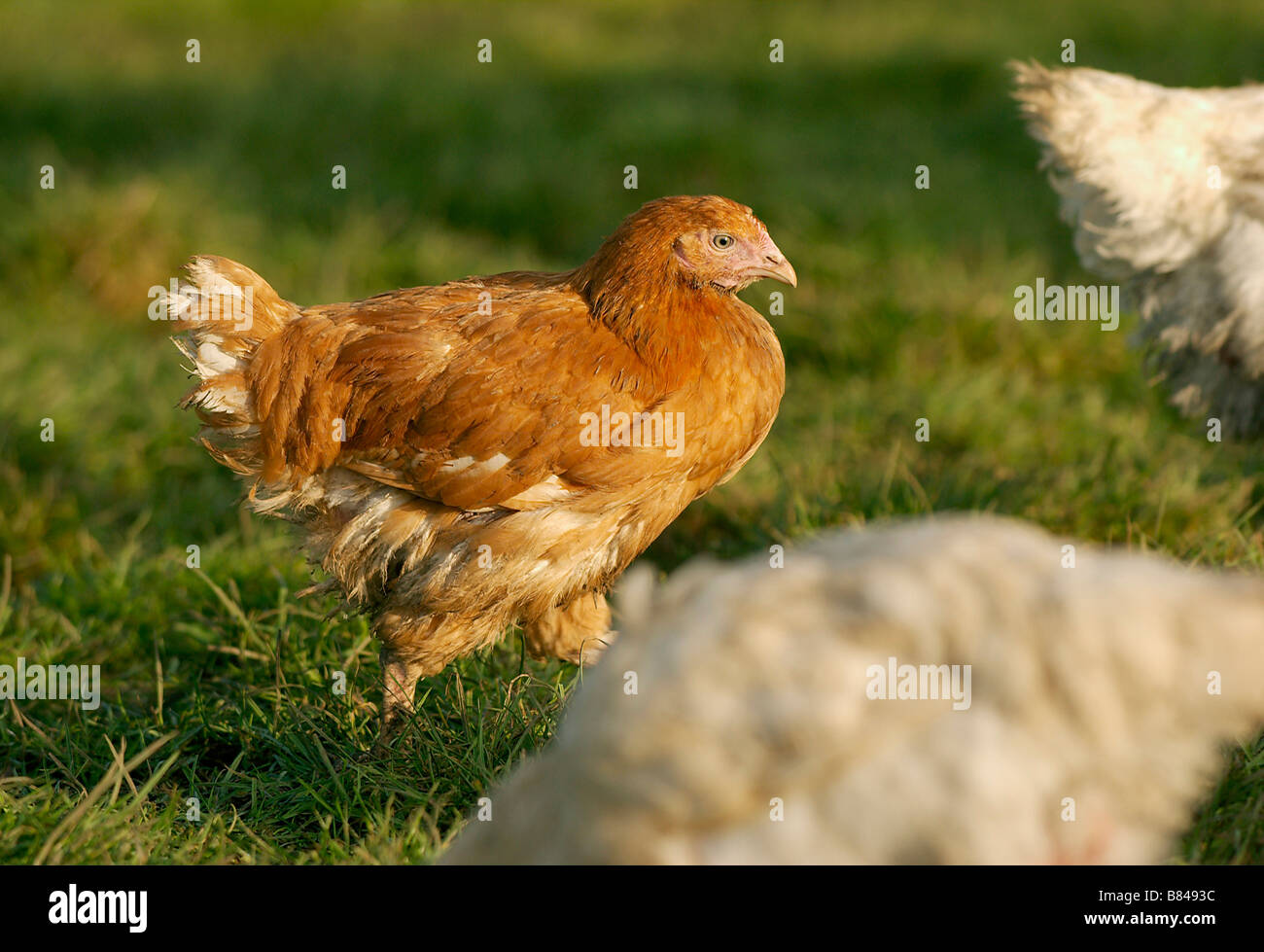 Hens roaming hi-res stock photography and images - Alamy