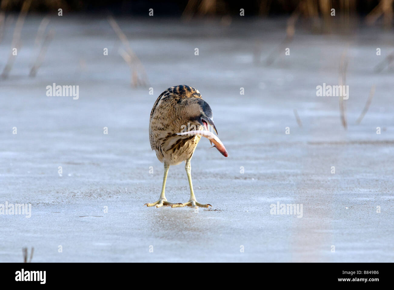 Bird on frozen pond hi-res stock photography and images - Alamy