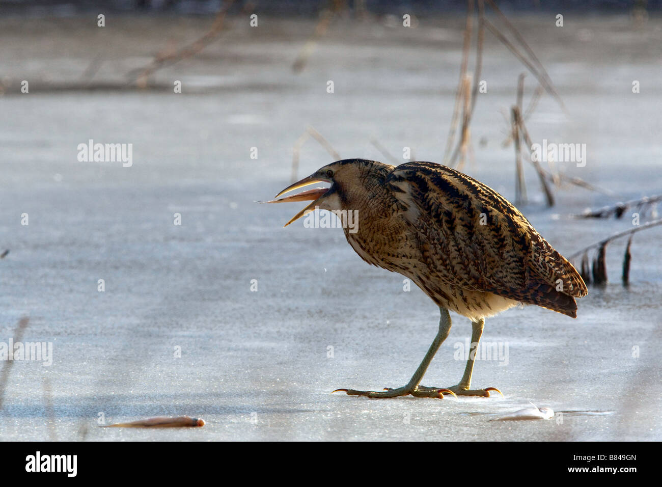 bird on frozen pond eating some fish Stock Photo - Alamy