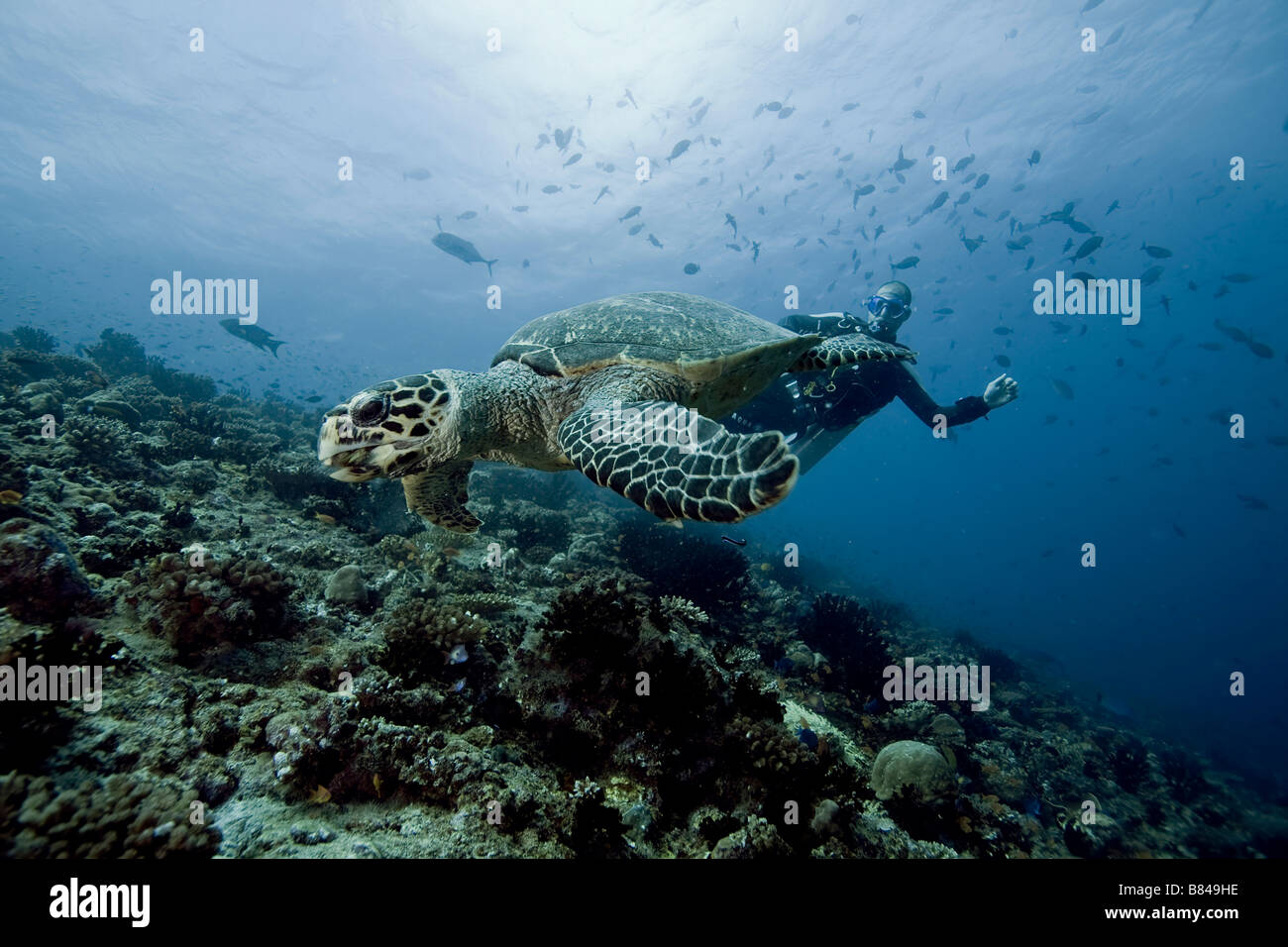 Turtle with a diver Stock Photo - Alamy