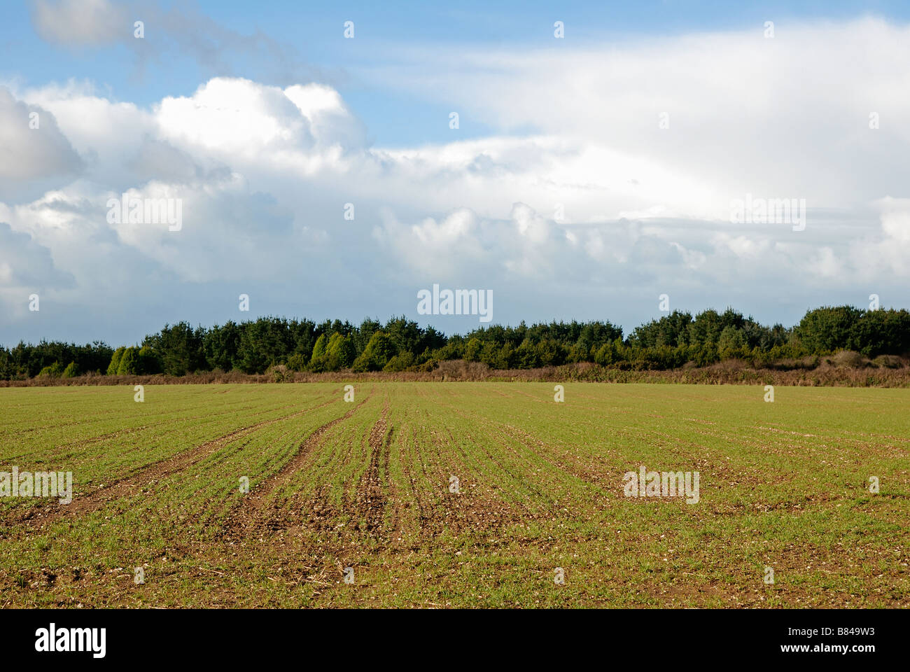 Agriculture crop fields england uk hi-res stock photography and images ...