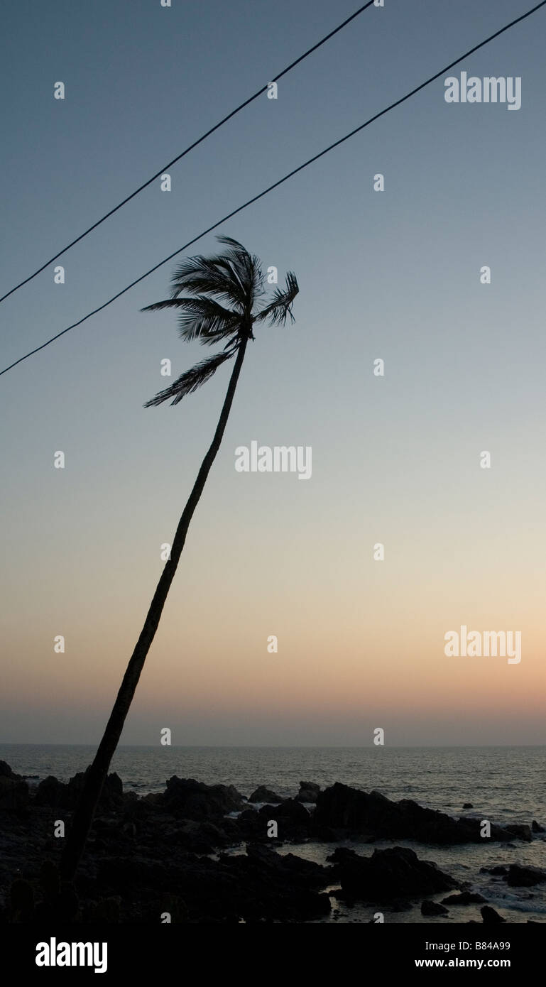 Lone palm tree Stock Photo - Alamy