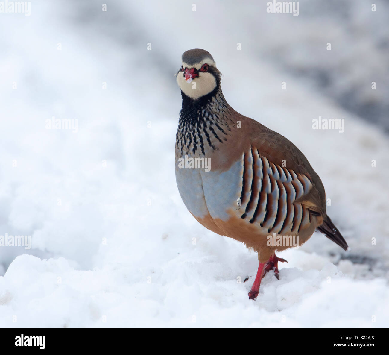 RED LEGGED PARTRIDGE IN SNOW Stock Photo - Alamy