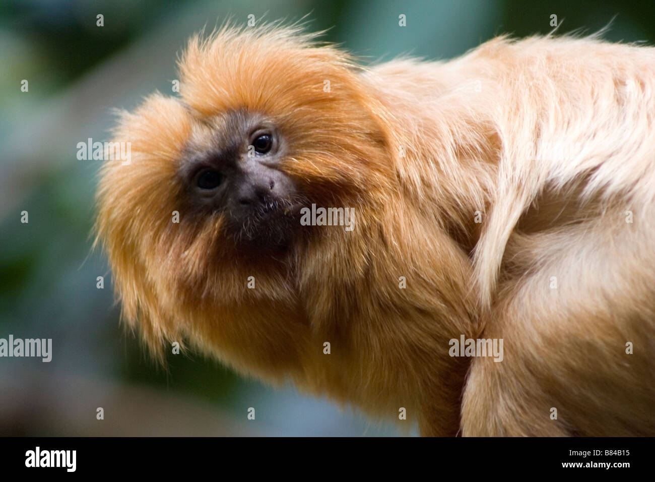 Monkey pics hi-res stock photography and images - Alamy