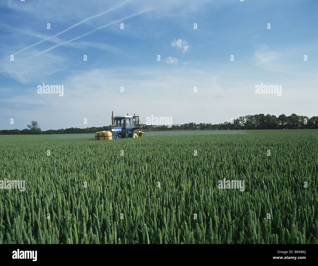 Ford tractor spraying a wheat crop in ear on a fine summer day in ...