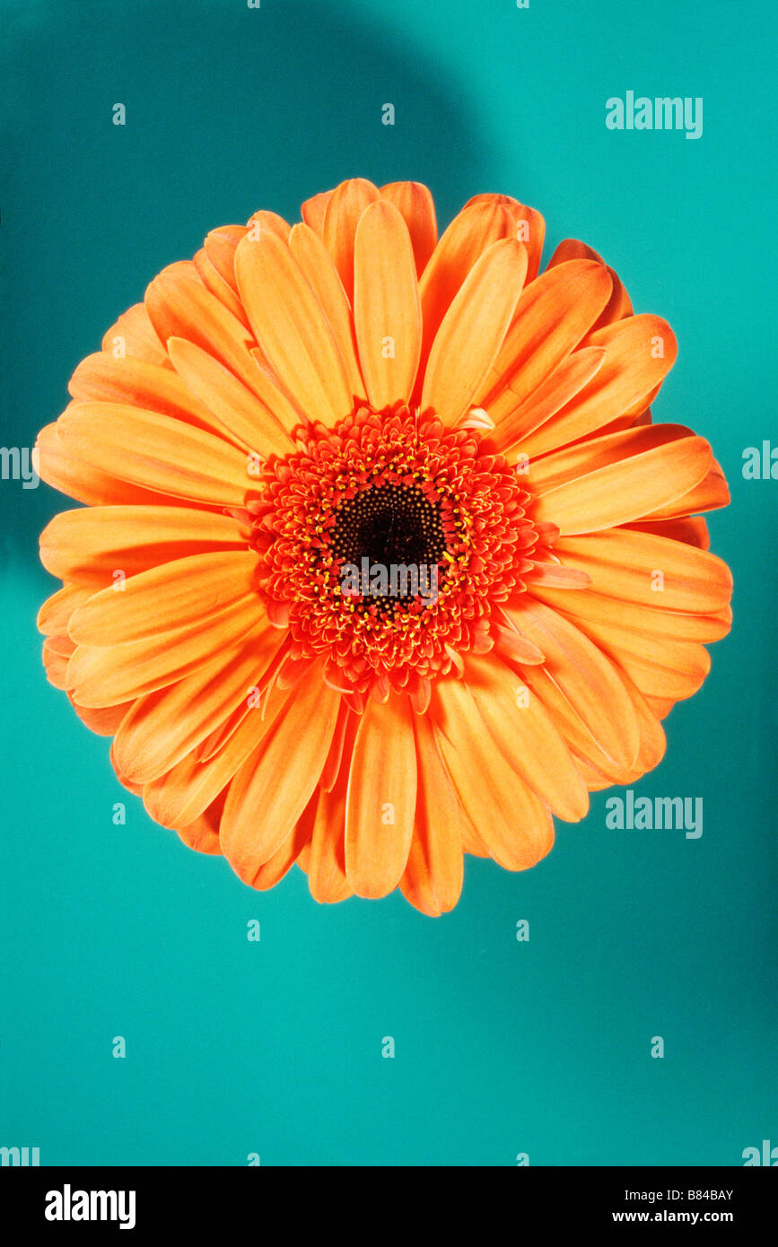Orange daisy on teal background Stock Photo - Alamy