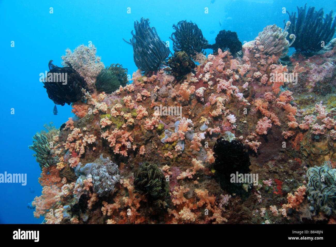 Crinoid corals hi-res stock photography and images - Alamy