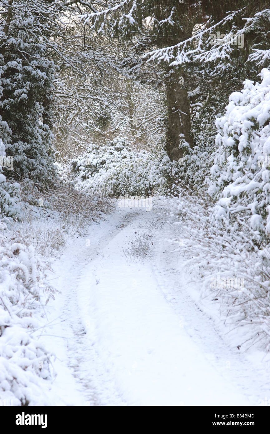 Snowy Track through Woods Stock Photo - Alamy