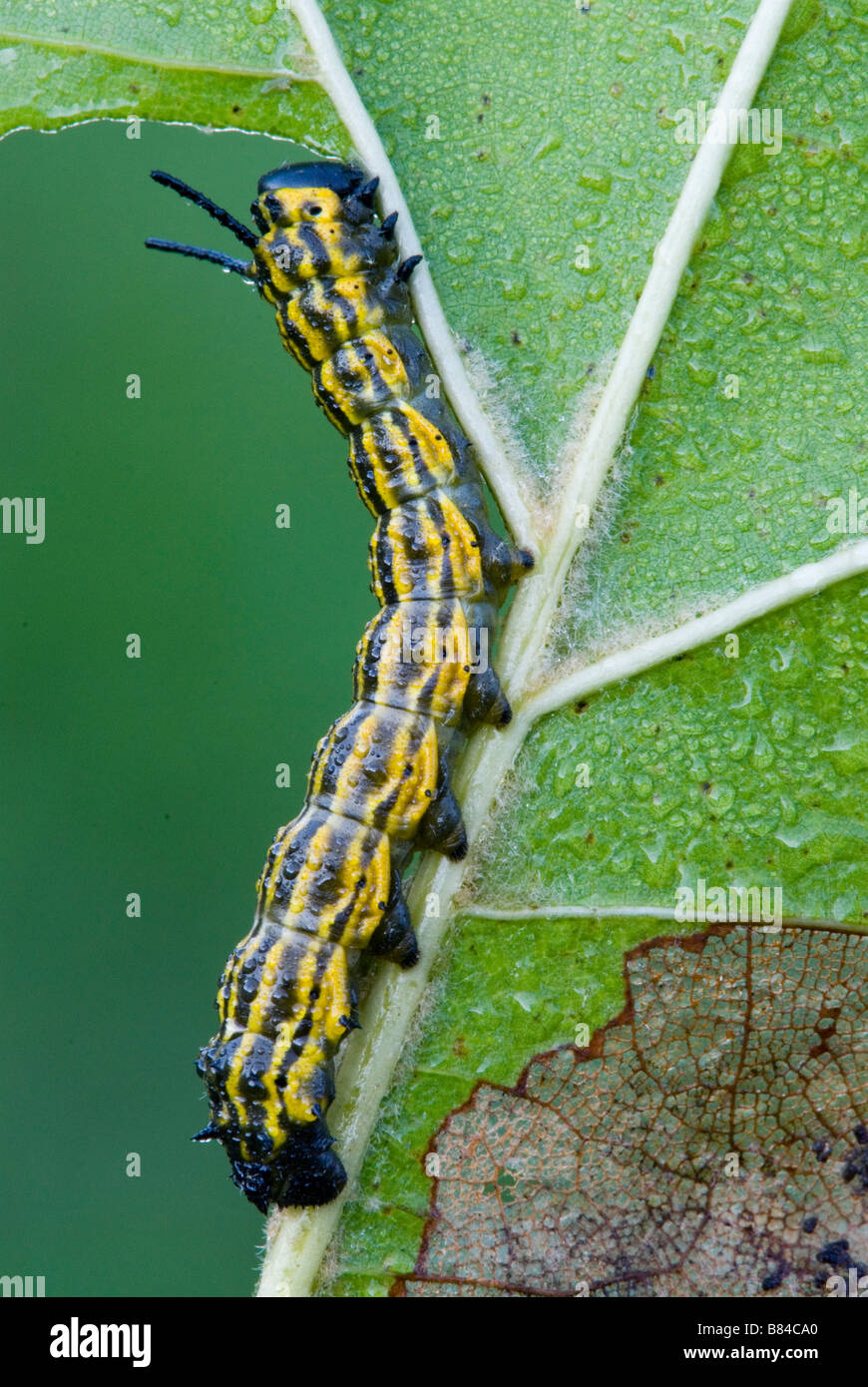 Caterpillar eating leaf hi-res stock photography and images - Alamy