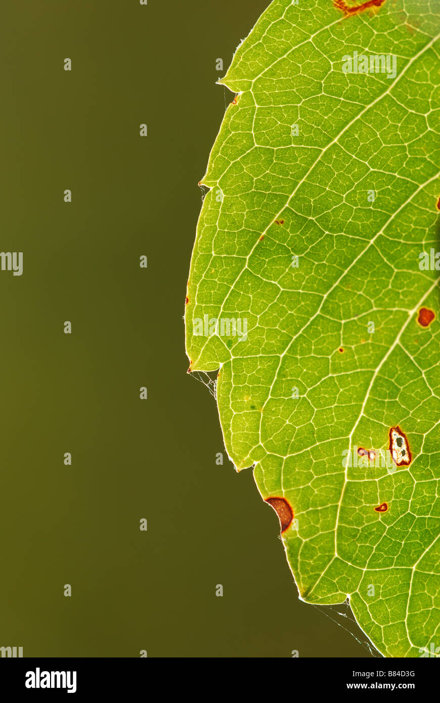 Ribbed profile hi-res stock photography and images - Alamy