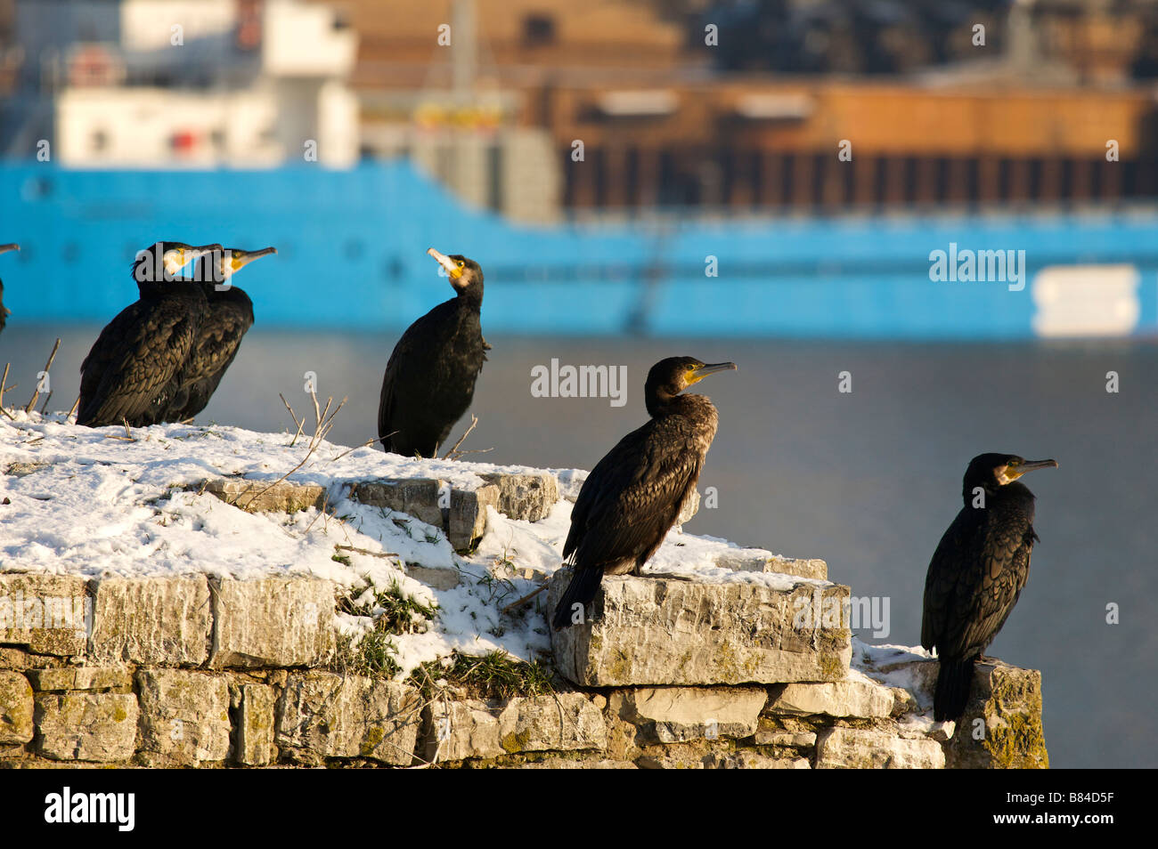 Great cormorant colony Phalacrocorax carbo on Adour river Pays Basque ...