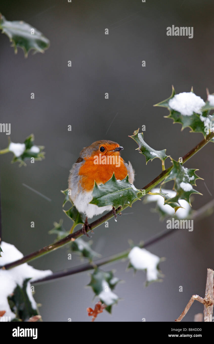 Robin on holly hi-res stock photography and images - Alamy