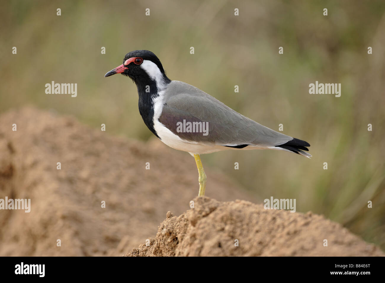 Red-wattled Lapwing (Vanellus indicus Stock Photo - Alamy