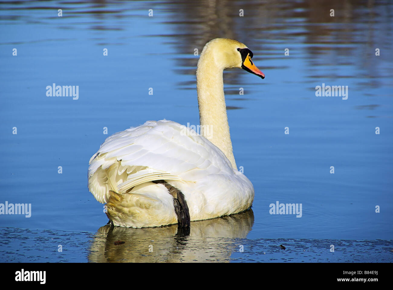 Schwan Swan 07 Stock Photo - Alamy