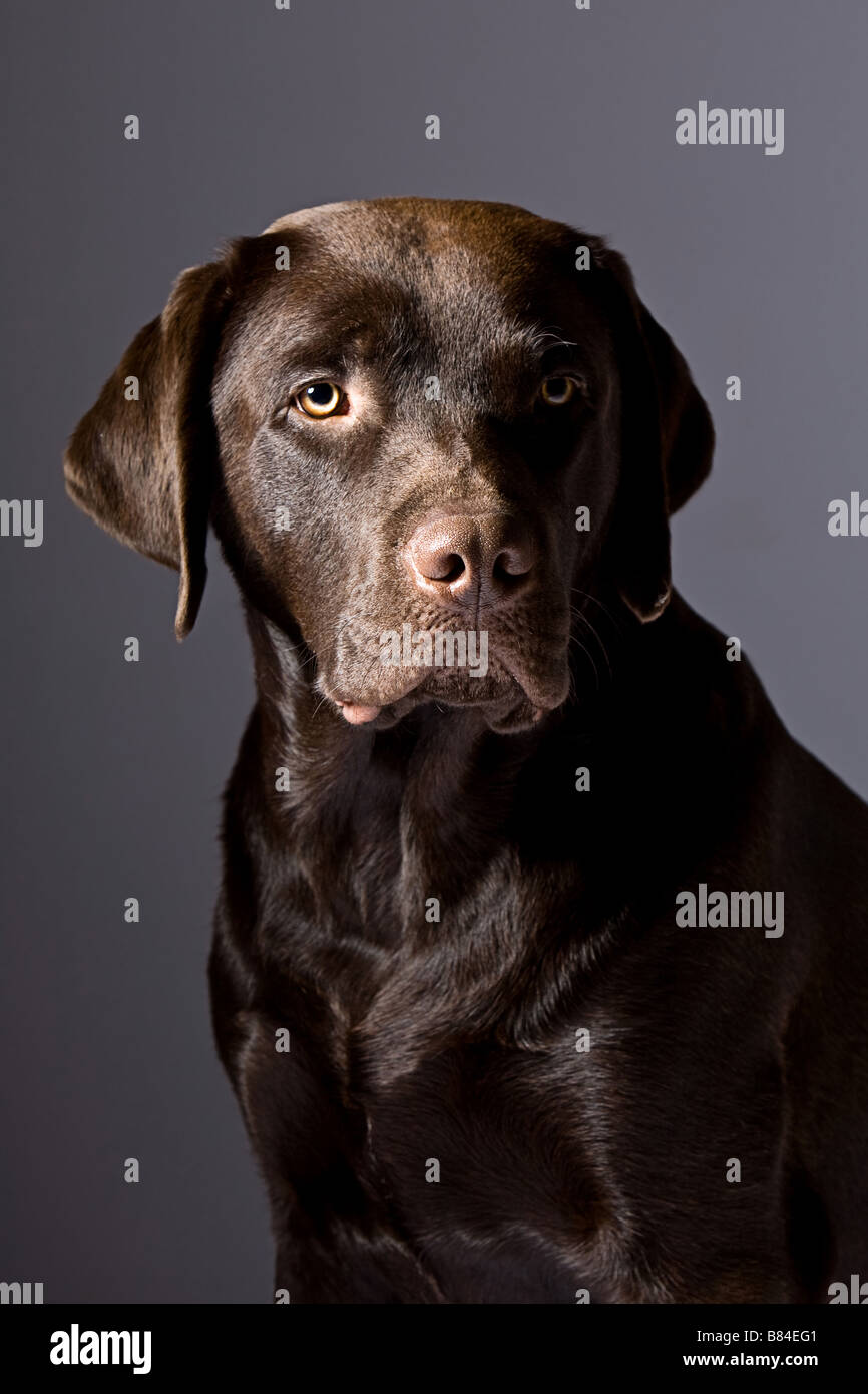 Handsome Chocolate Labrador Looking Off Camera Stock Photo - Alamy