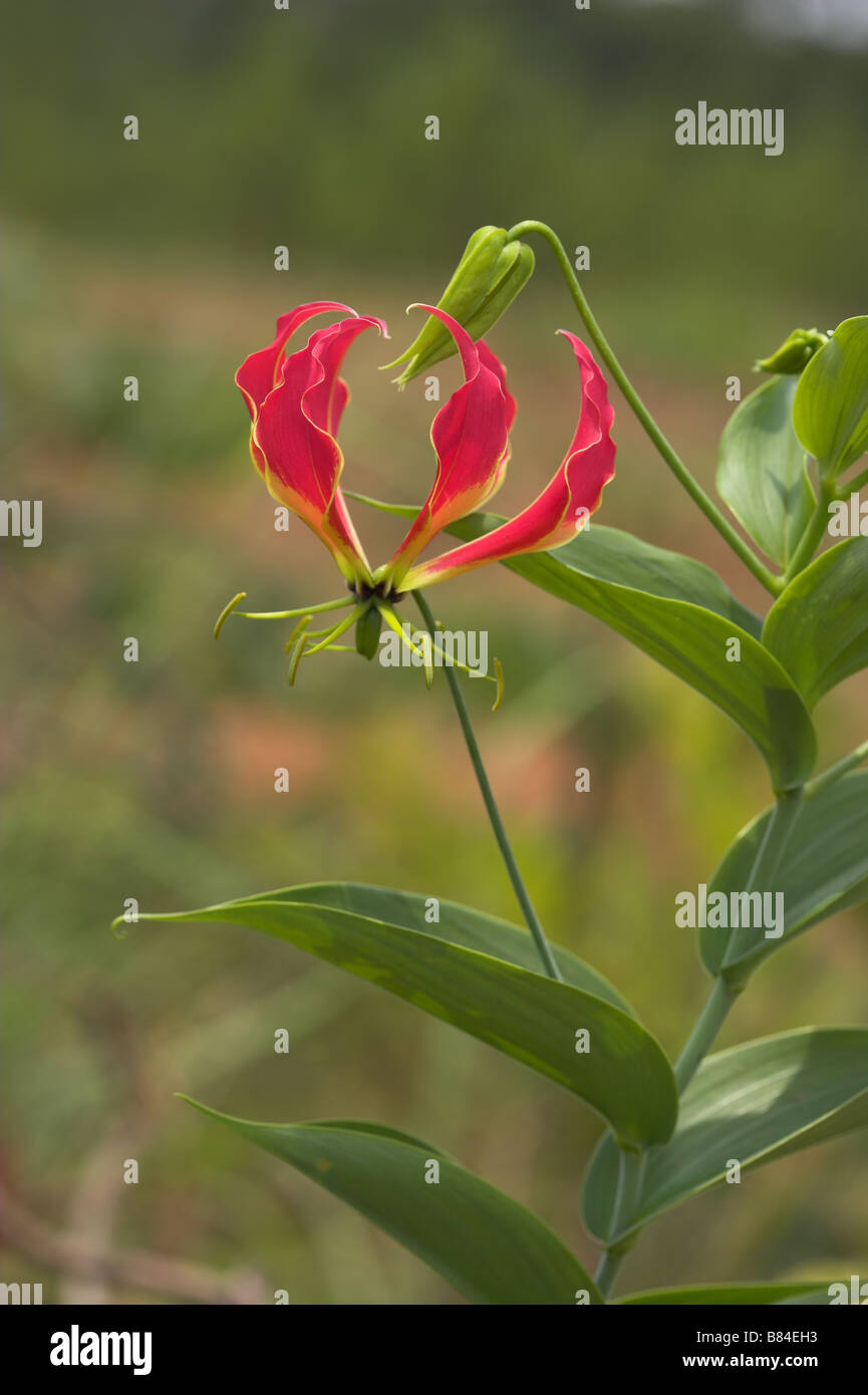 Flame lily Gloriosa superba in-situ Stock Photo - Alamy