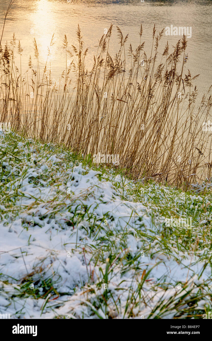Bank reeds hi-res stock photography and images - Alamy